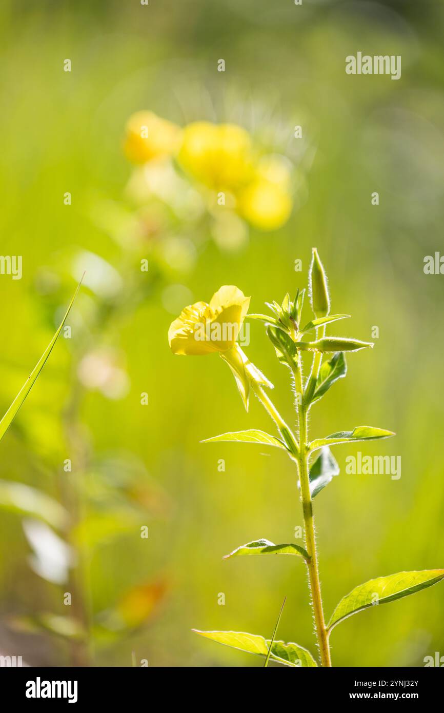 Bright yellow flowers of common evening-primrose plant growing in the ...