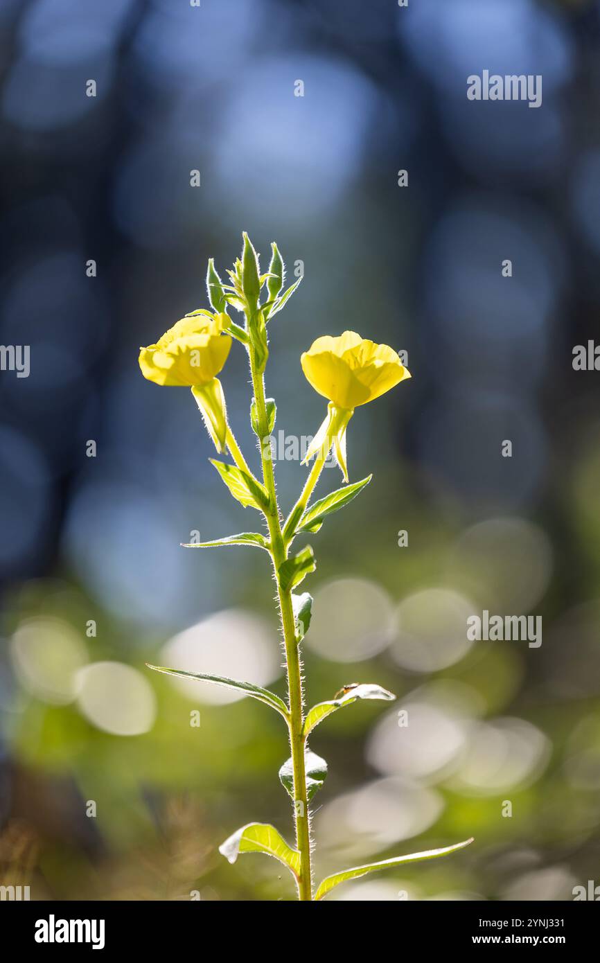 Bright yellow flowers of common evening-primrose plant growing in the ...