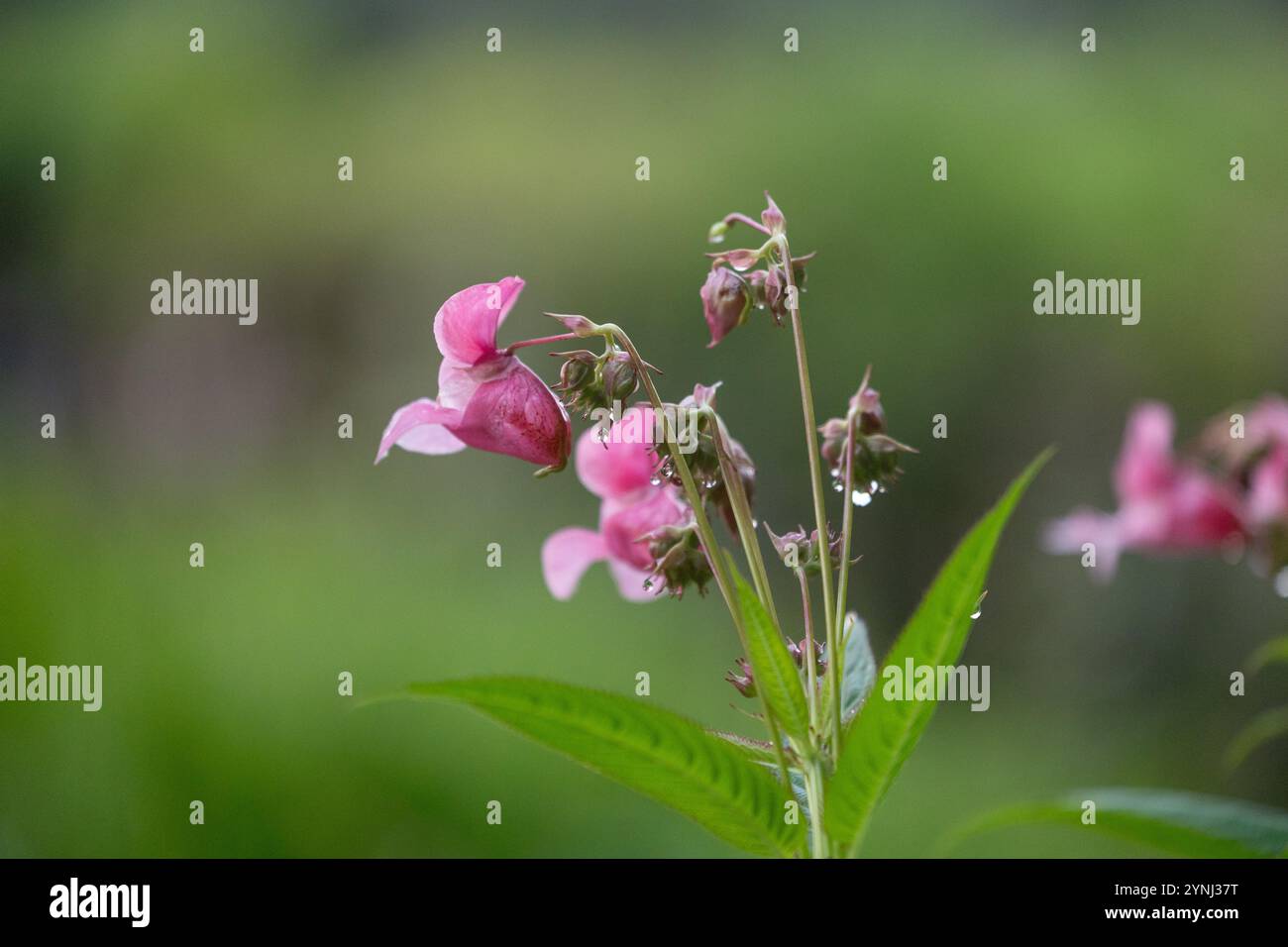 Bright pink flowers of himalayan balsam plant growing near the water ...