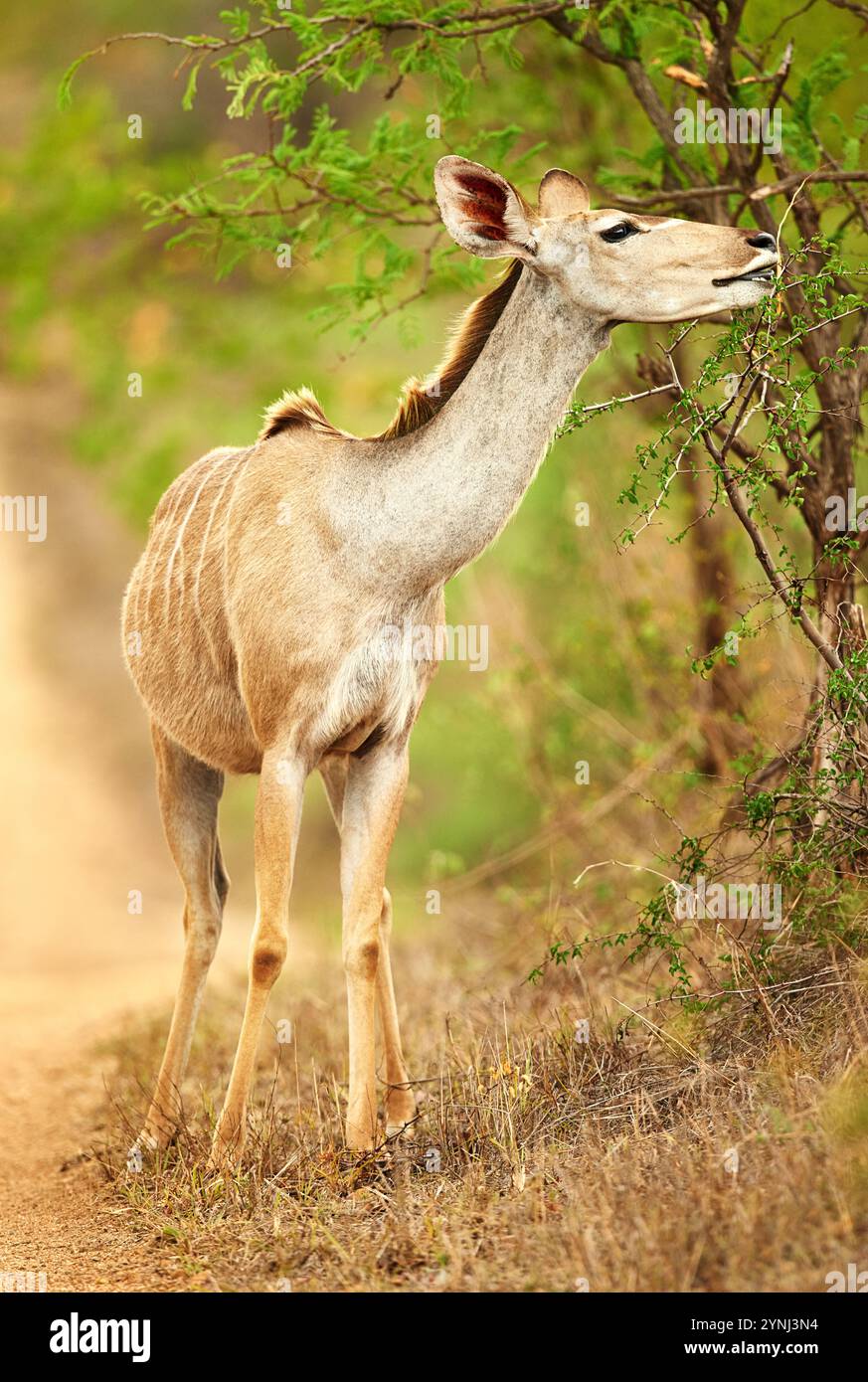 Safari, animal and nyala eating in nature with conservation, outdoor ...