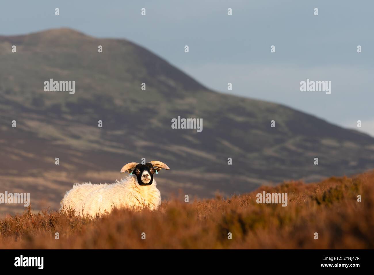 Scottish blackface sheep, Perthshire, Scotland Stock Photo - Alamy