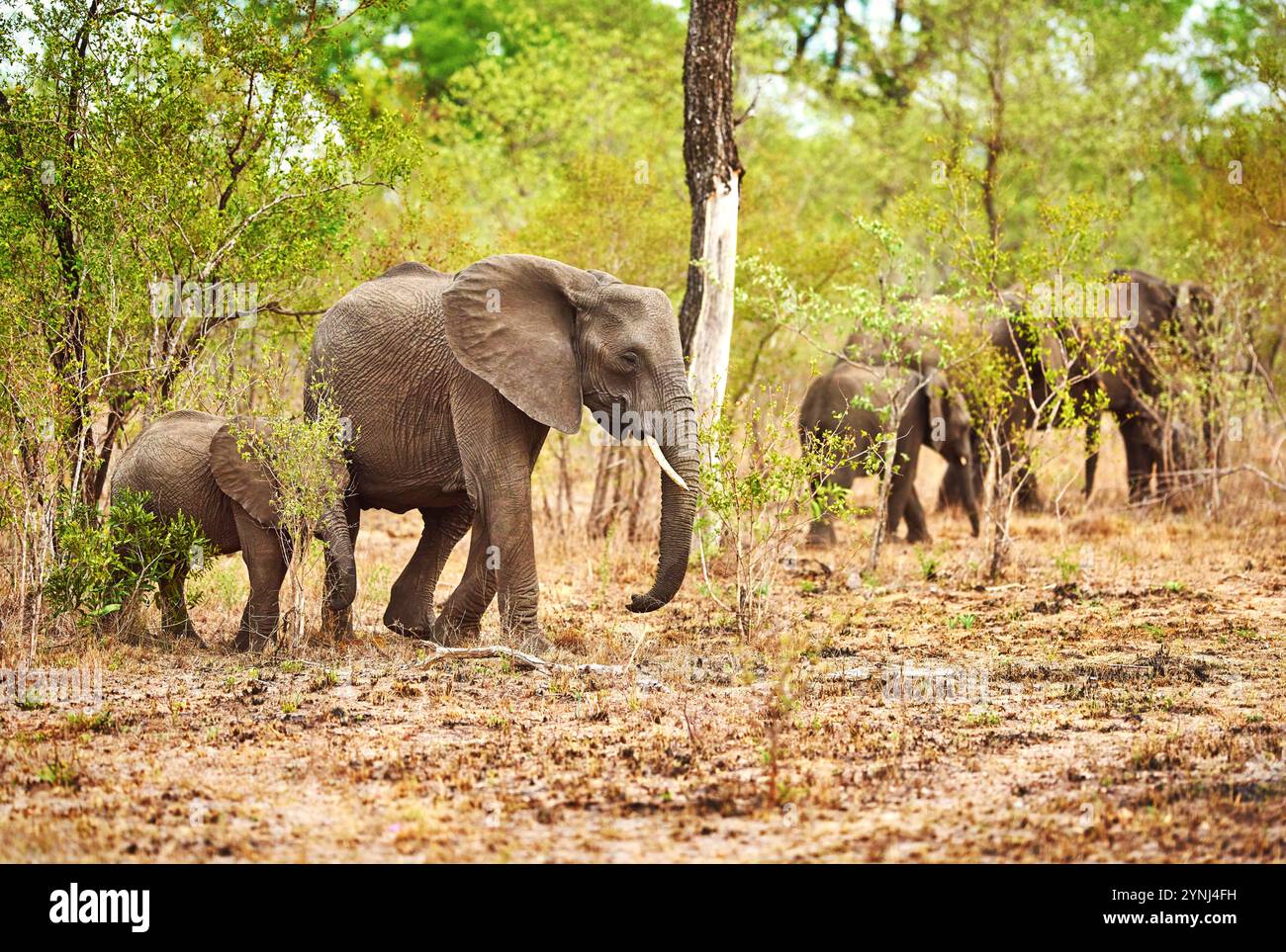 Baby elephant bonding mother hi-res stock photography and images - Alamy