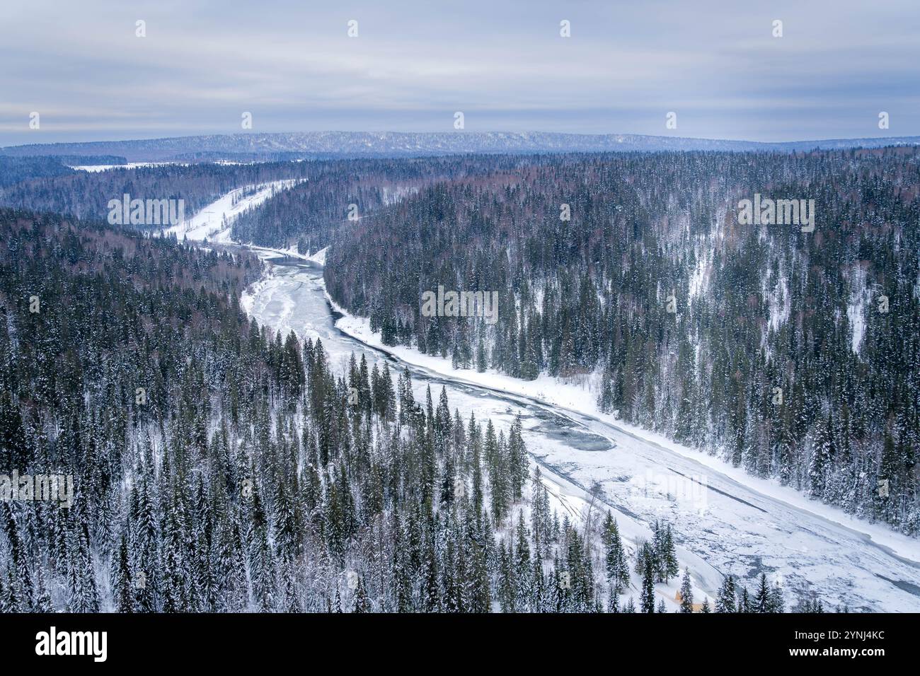 Conifer tree russia hi-res stock photography and images - Alamy