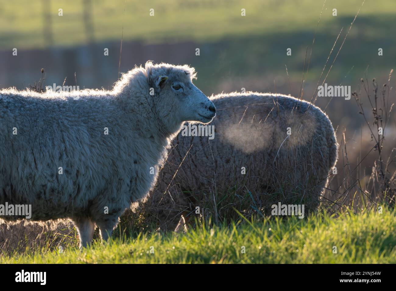 Sheep on a cold winter evening with breath visible, Norfolk, UK Stock ...