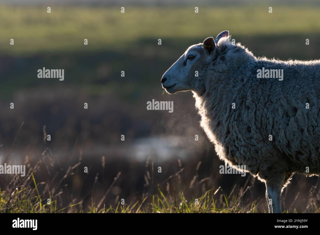 Sheep on a cold winter evening with breath visible, Norfolk, UK Stock ...