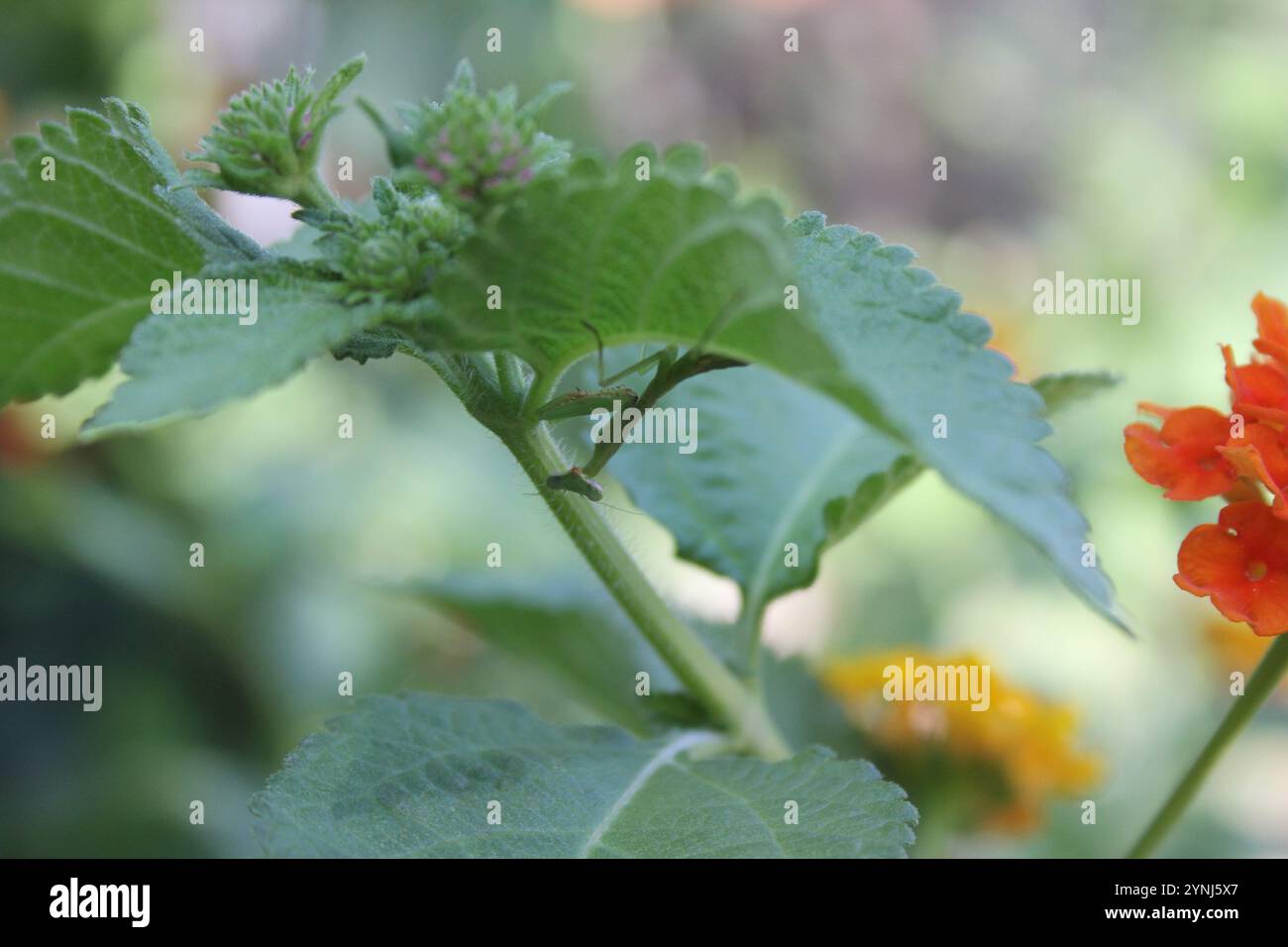 Stalking mantis hi-res stock photography and images - Alamy