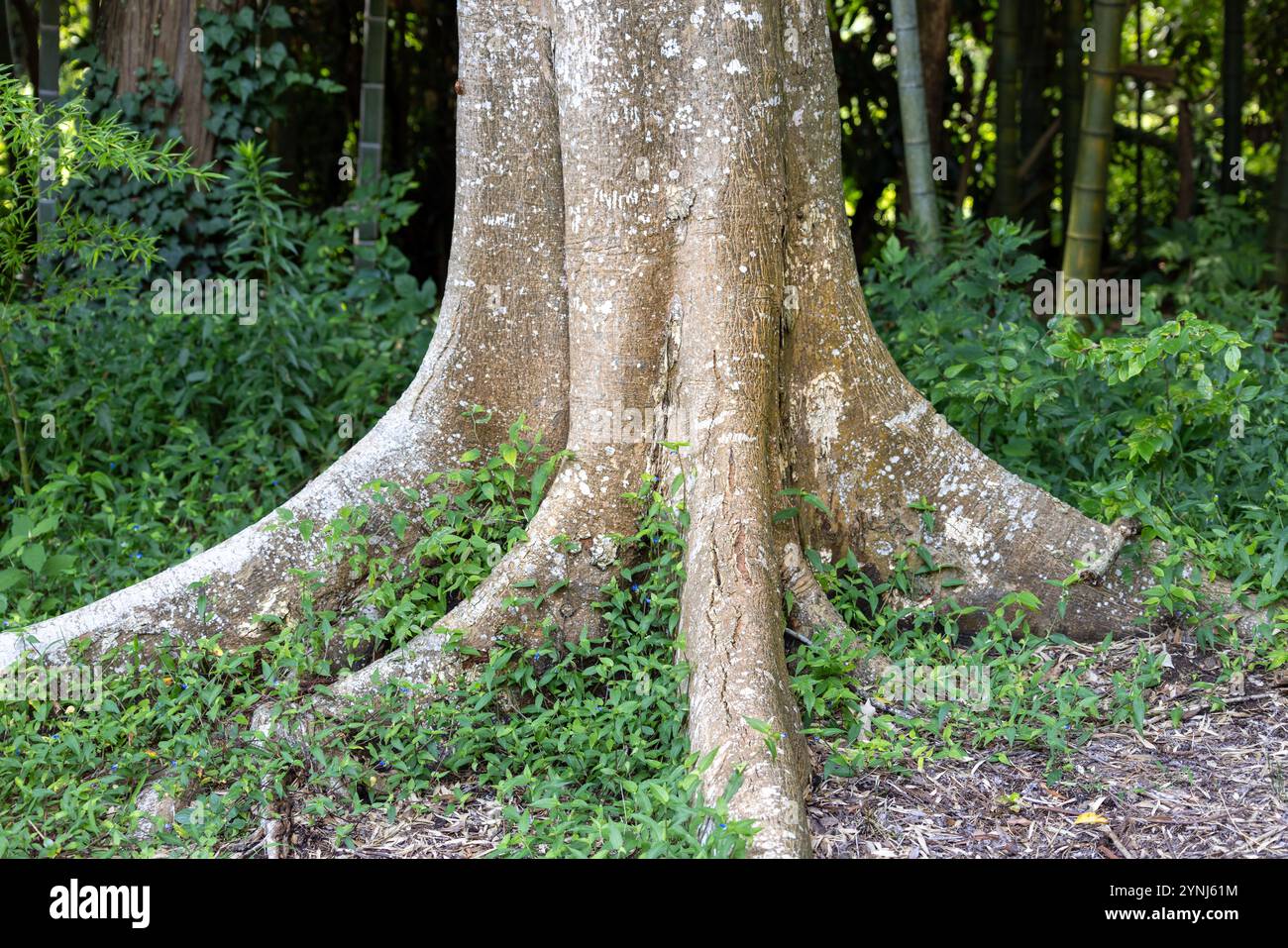 Woodland tree trunk floor hi-res stock photography and images - Alamy