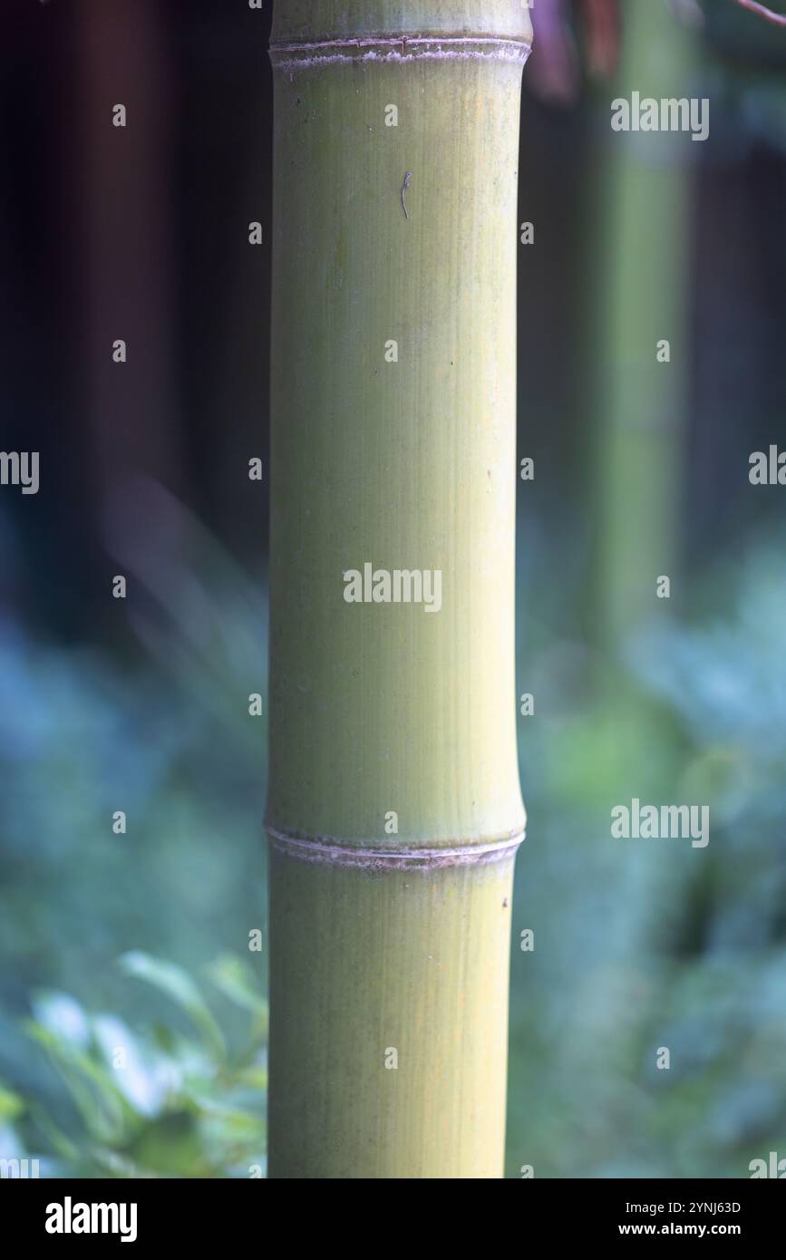 Textures bamboo hi-res stock photography and images - Alamy