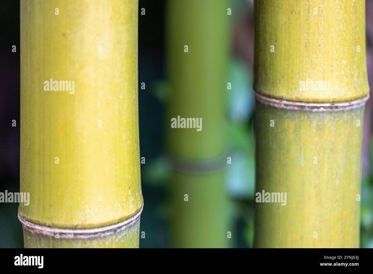 Vibrant green plant stalks hi-res stock photography and images - Alamy