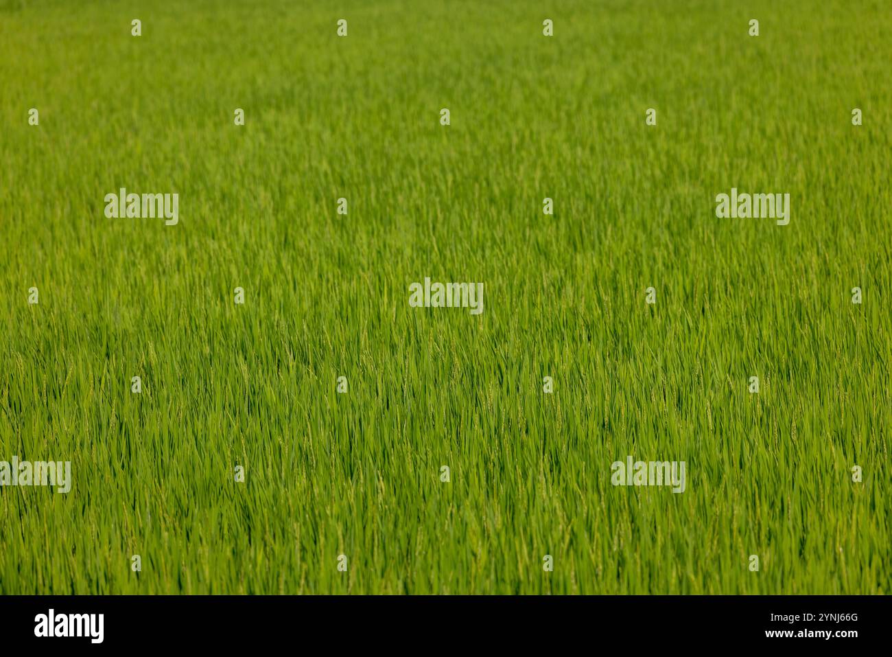 Lush green scenery view grass hi-res stock photography and images - Alamy