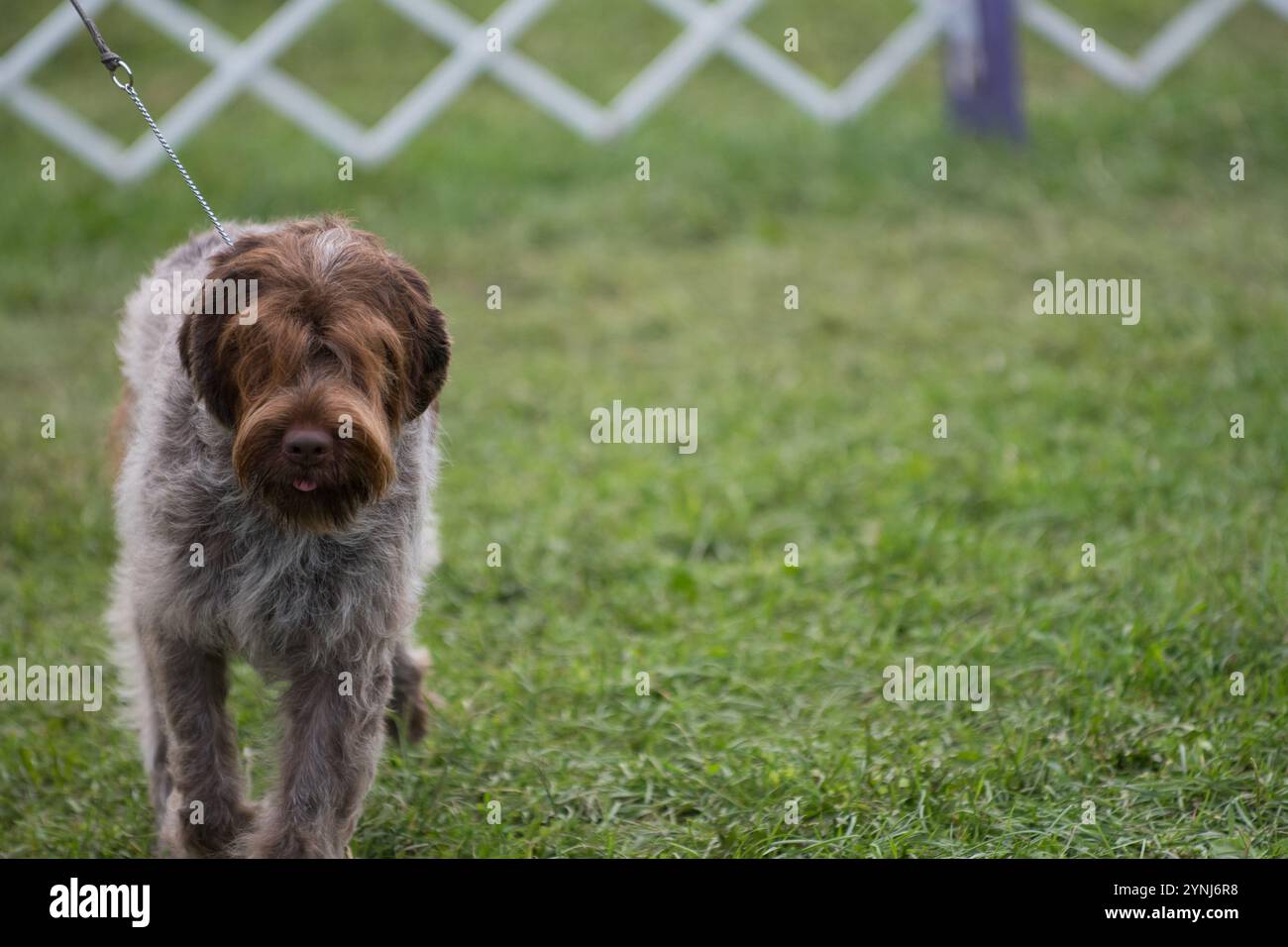 Wirehaired Pointing Griffon on a field of grass walking towards camera ...
