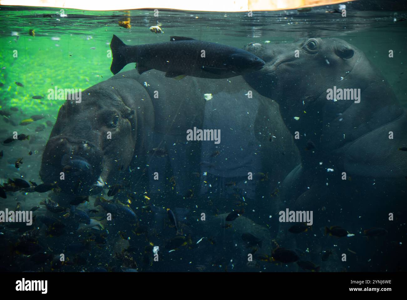 Hippo fish underwater in hi-res stock photography and images - Alamy