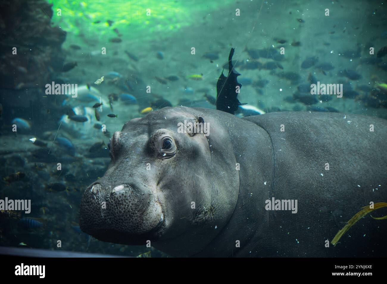 Hippo fish underwater in hi-res stock photography and images - Alamy