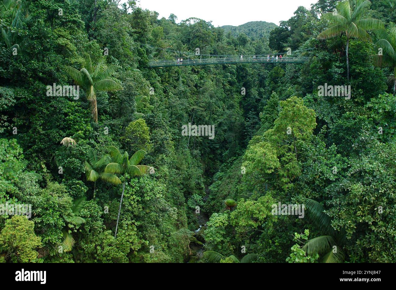 Captivating view of a suspension bridge stretching across a lush ...