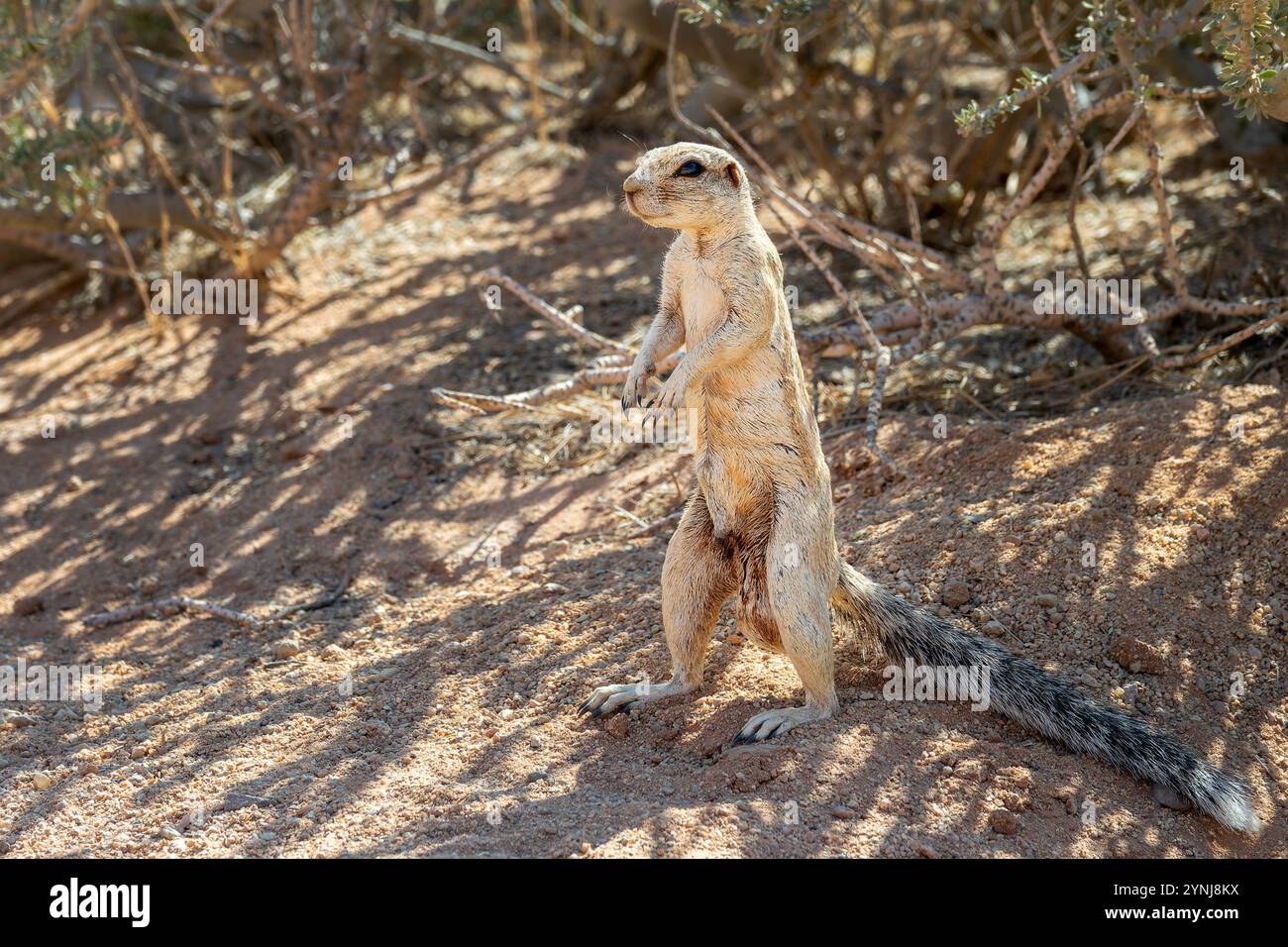 Cape Ground Squirrel (or South African ground squirrel) standing on his feet, wildlife in ...