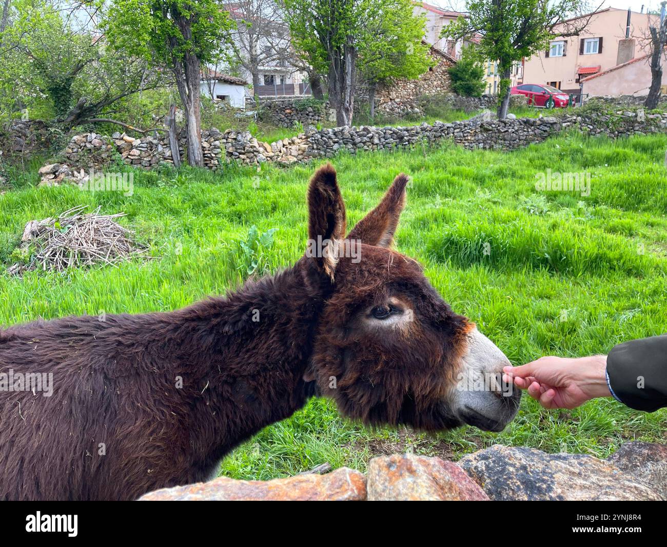 Hand touching a donkey Stock Photo - Alamy