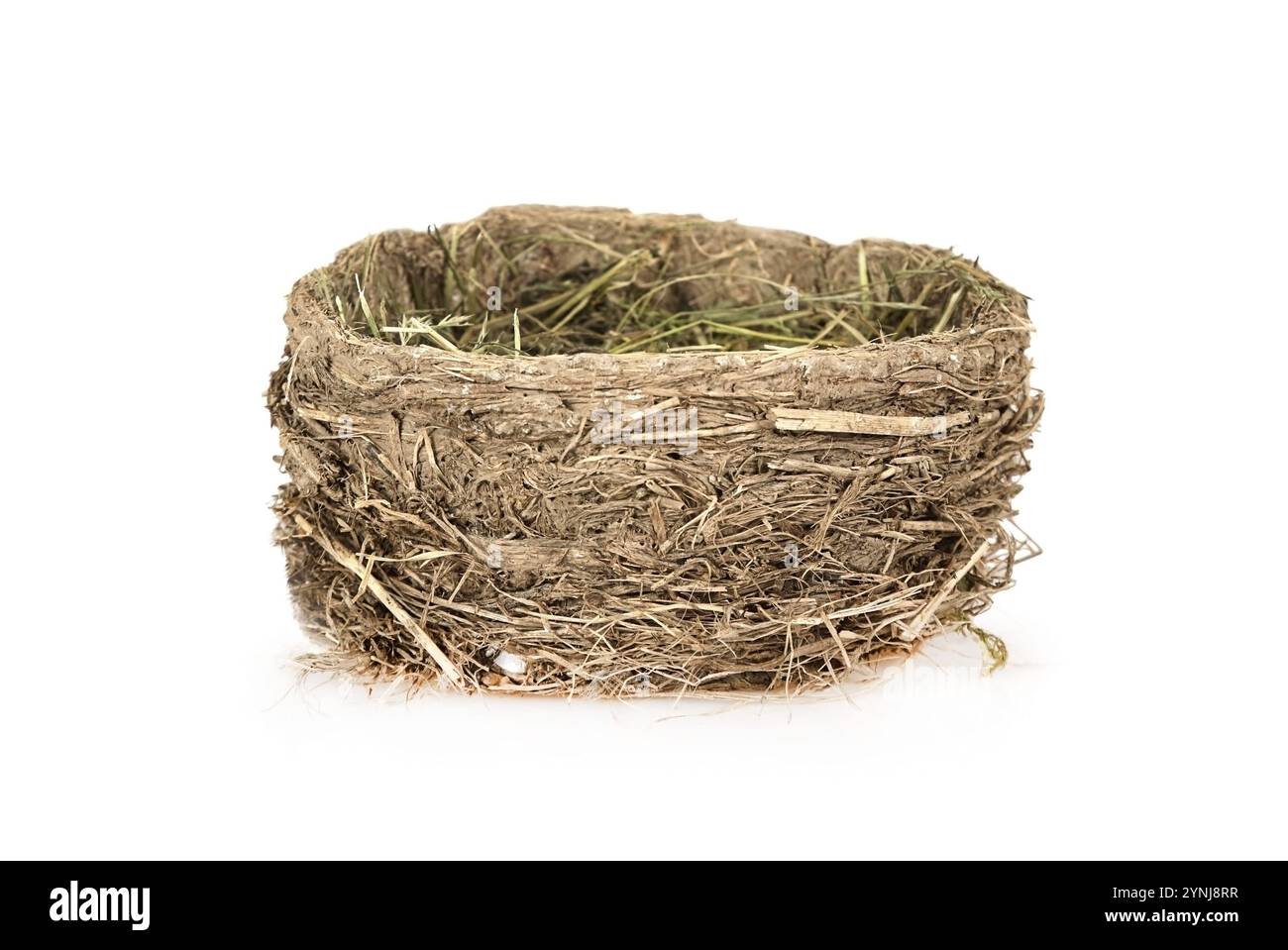 Empty bird's nest isolated on a white background Stock Photo - Alamy
