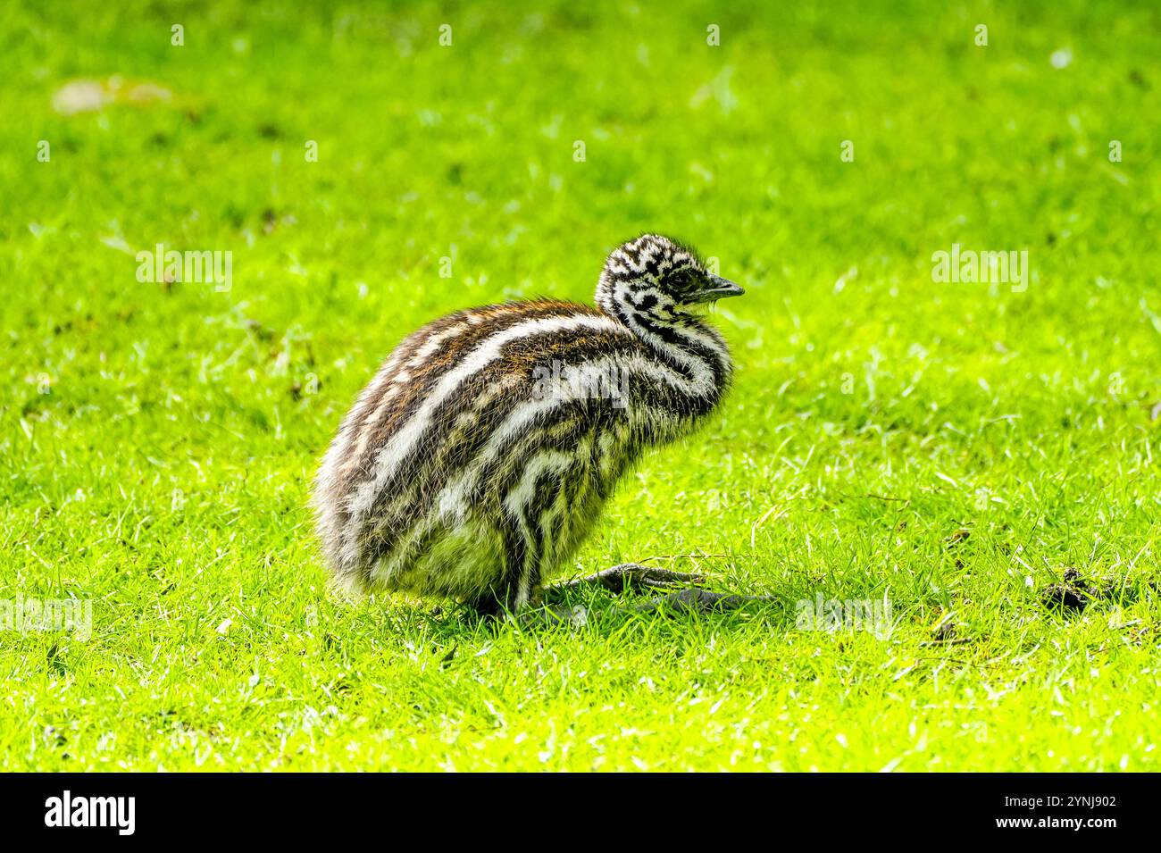 Young emu. Flightless ratite. Dromaius novaehollandiae Stock Photo - Alamy