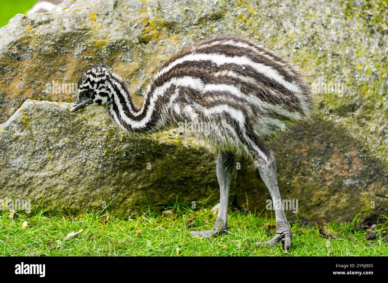 Young emu. Flightless ratite. Dromaius novaehollandiae Stock Photo - Alamy