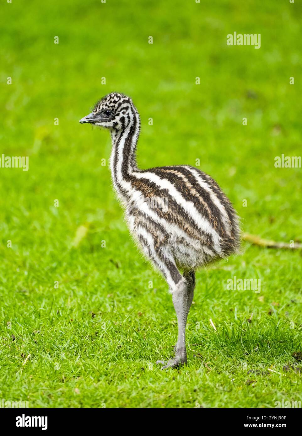 Young emu. Flightless ratite. Dromaius novaehollandiae Stock Photo - Alamy