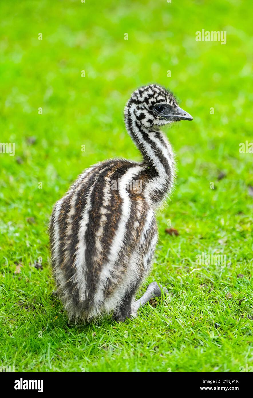 Young emu. Flightless ratite. Dromaius novaehollandiae Stock Photo - Alamy