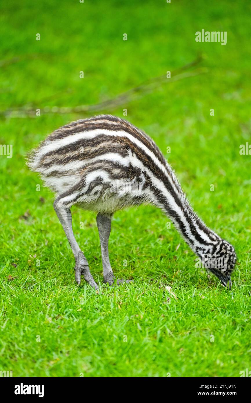 Young emu. Flightless ratite. Dromaius novaehollandiae Stock Photo - Alamy