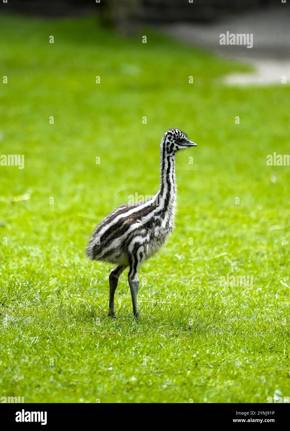 Young emu. Flightless ratite. Dromaius novaehollandiae Stock Photo - Alamy