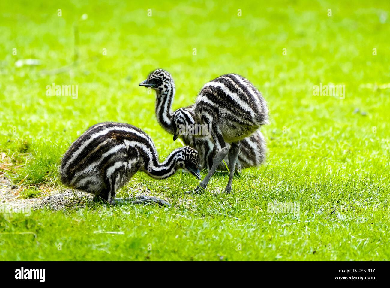 Young emu. Flightless ratite. Dromaius novaehollandiae Stock Photo - Alamy