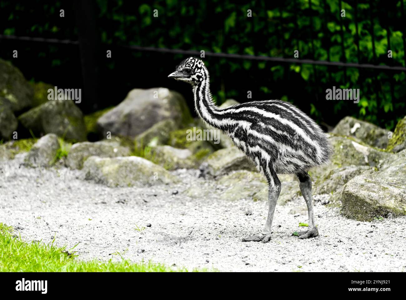 Young emu. Flightless ratite. Dromaius novaehollandiae Stock Photo - Alamy