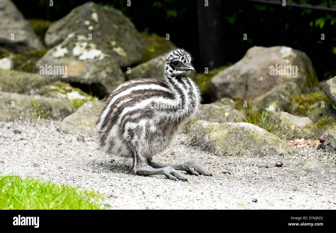 Young emu. Flightless ratite. Dromaius novaehollandiae Stock Photo - Alamy