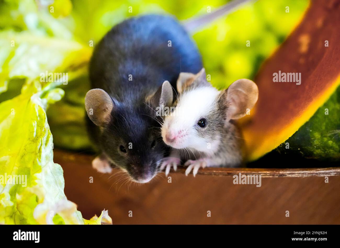 Cute mouse hi-res stock photography and images - Alamy