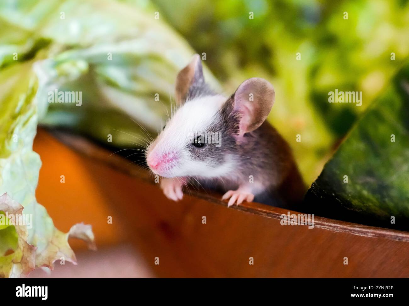 Cute little rodent hi-res stock photography and images - Alamy