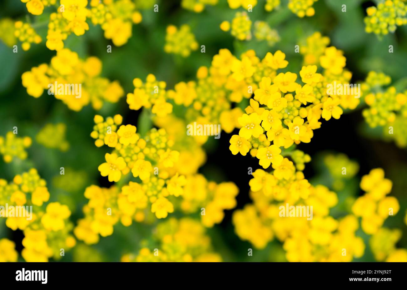 Yellow flowers of rock alyssum. Flowering plant close-up. Alyssum Stock ...