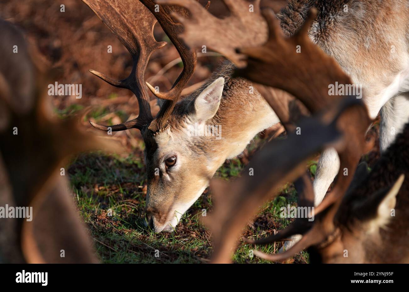 A fallow deer from a herd of around 100 free grazing deer which can be ...