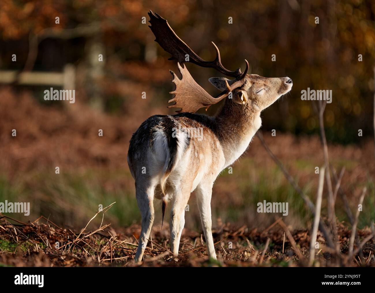 A fallow deer from a herd of around 100 free grazing deer which can be ...