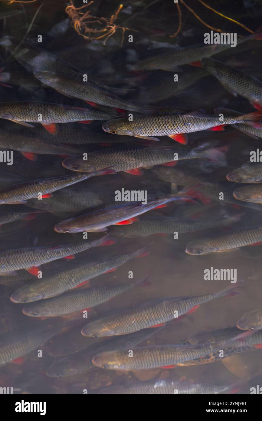 A shoal of Common Rudd Scardinius erythrophthalmus in a stream in ...