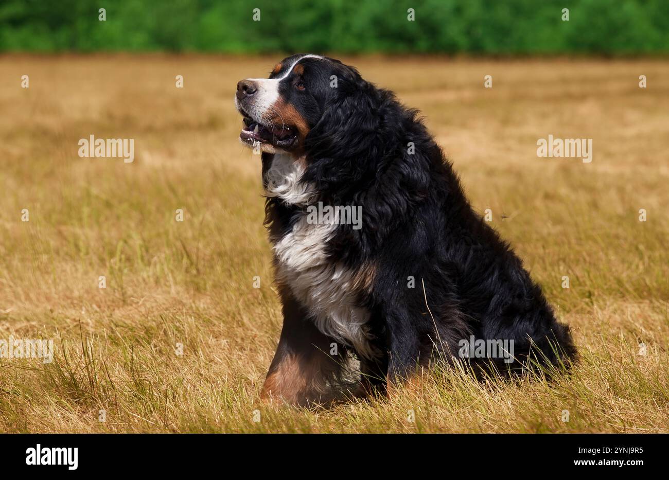 Bernese Mountain Dog (Berner Sennenhund) sitting on the green field ...
