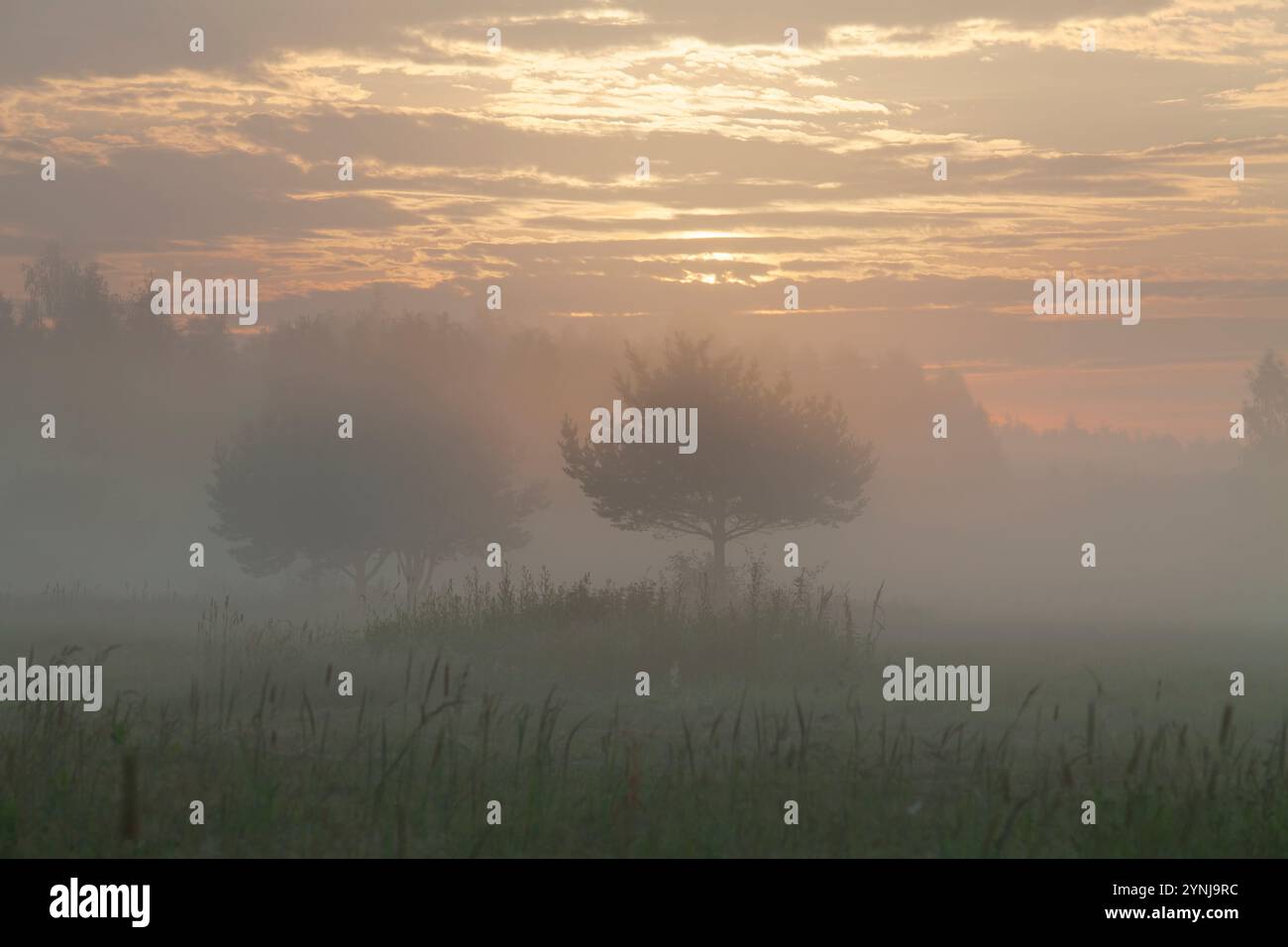 Beautiful thick fog sunrise Summer landscape over fields with treetops ...
