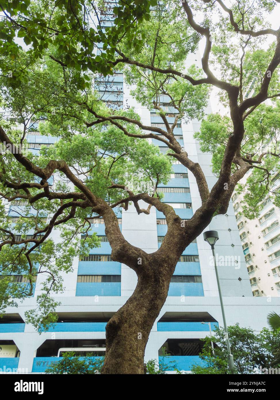 Urban Harmony: Towering Tree Against a Modern High-Rise Building ...