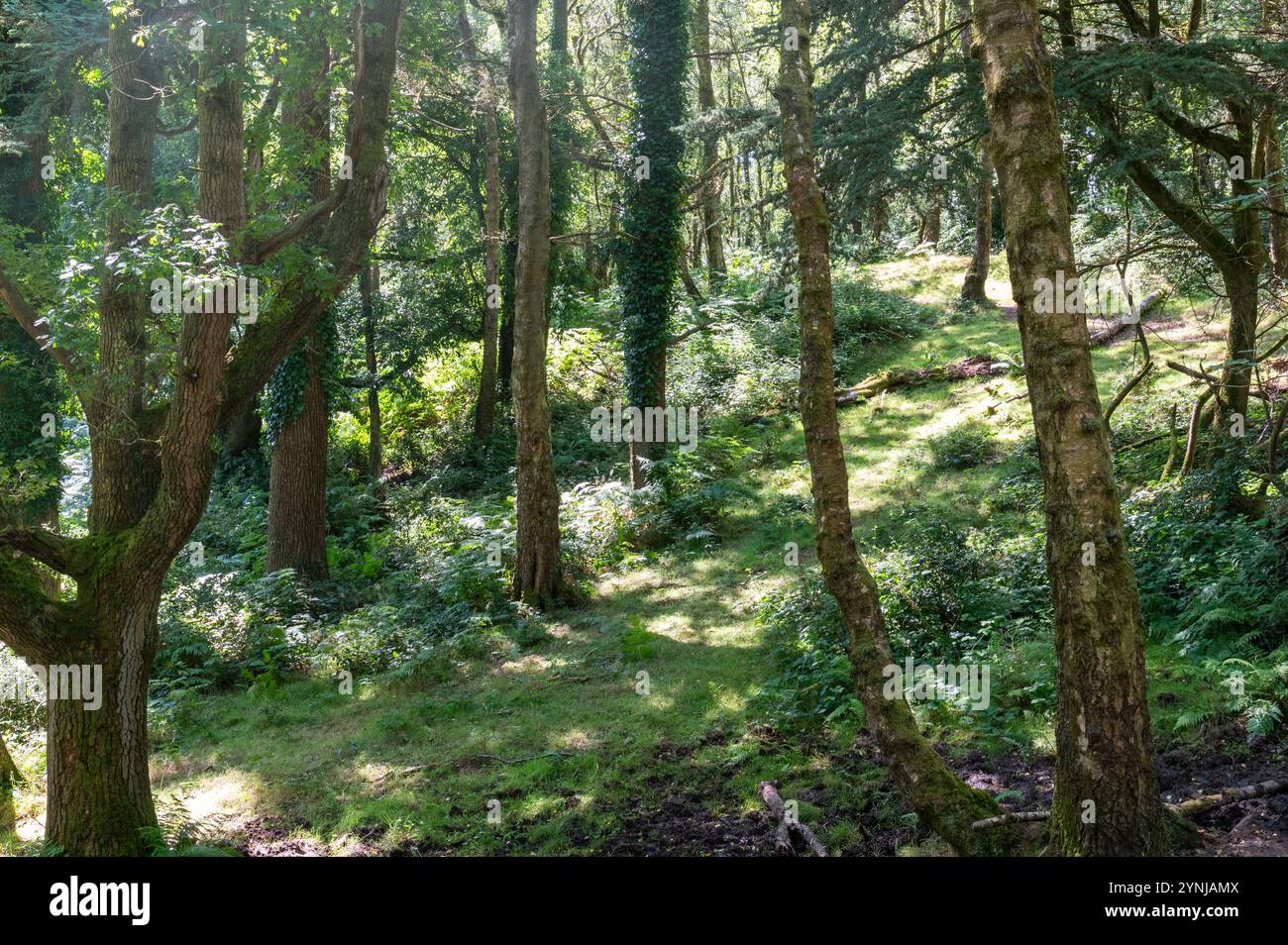 Temperate rainforest woodland glade, Selworthy Beacon, Exmoor National ...
