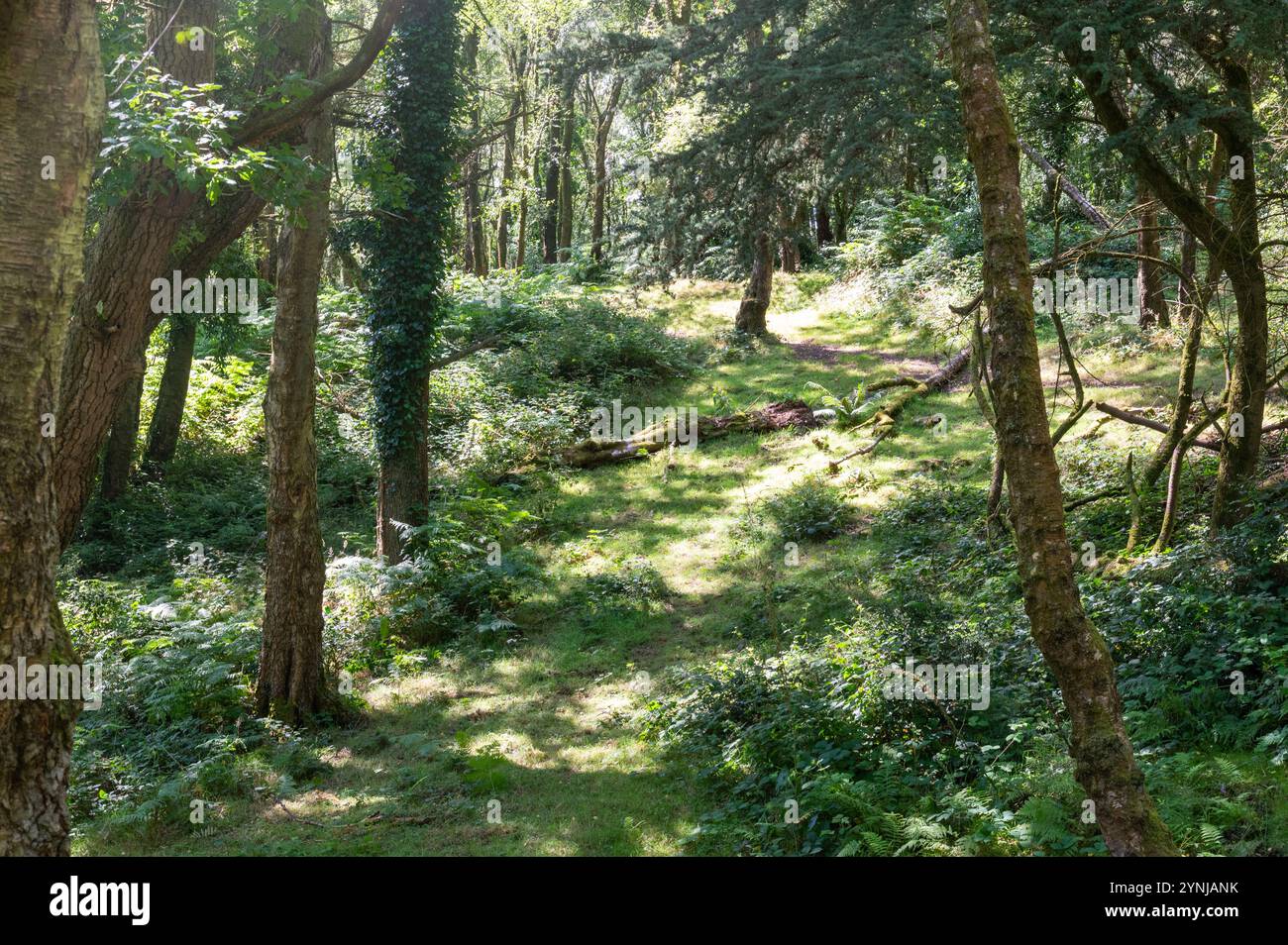 Temperate rainforest woodland glade, Selworthy Beacon, Exmoor National ...