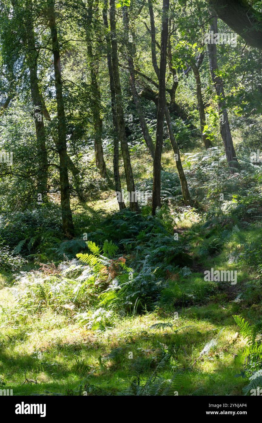 Temperate rainforest woodland glade, Selworthy Beacon, Exmoor National ...