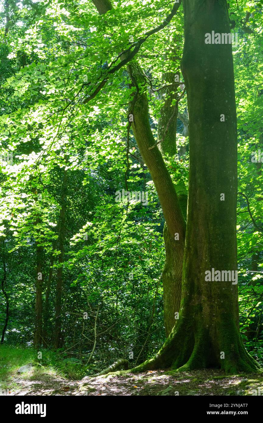 Beech trees in dappled sunlight on a summer’s day in the woodland below ...