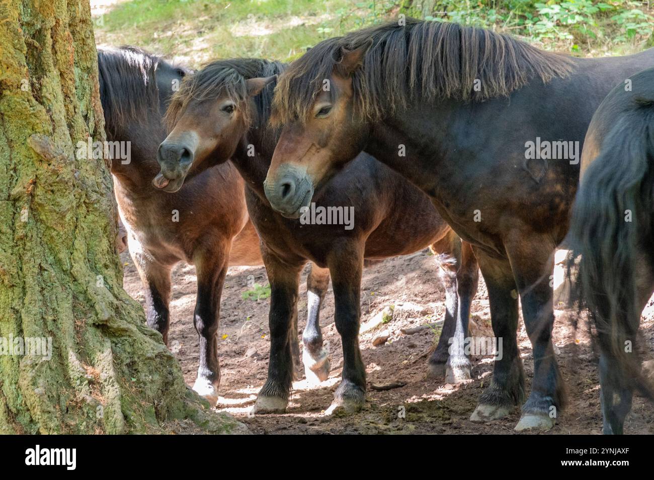 Exmoor ponies grazing in a shaded woodland area near Selworthy, the ...