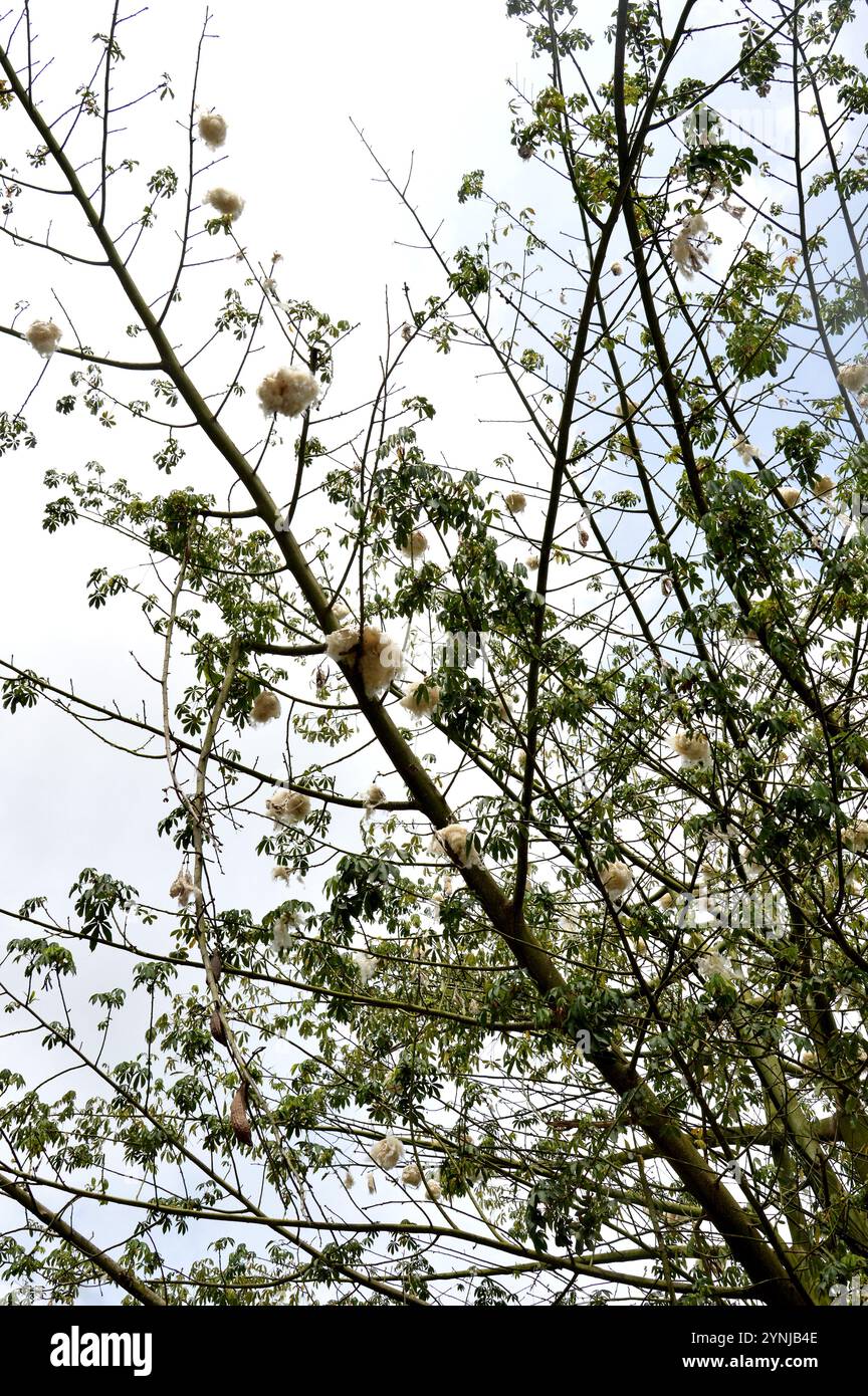 Cottonwood seed floating wind hi-res stock photography and images - Alamy