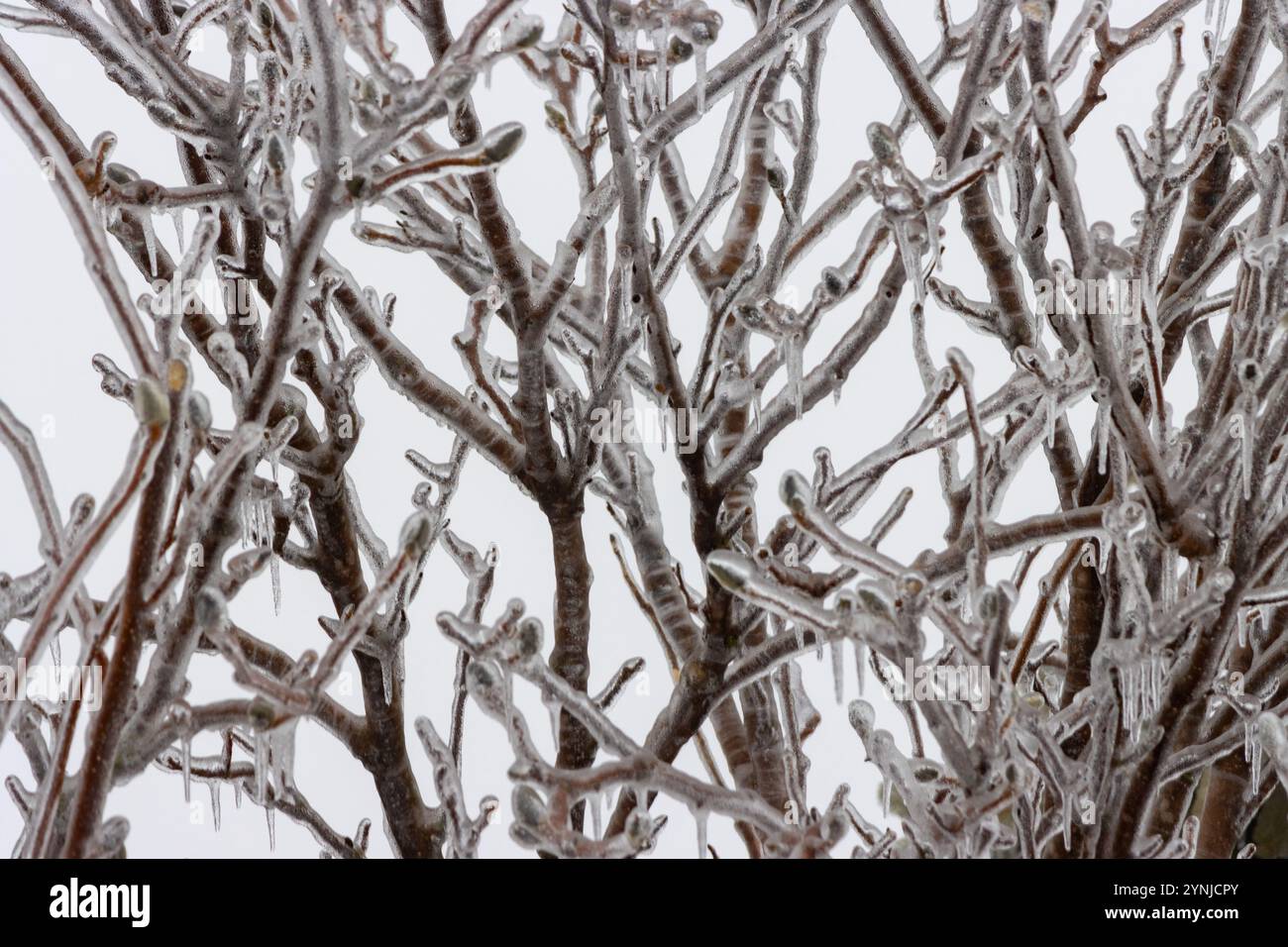 Ice coats branches of a magnolia tree after freezing rain Stock Photo ...