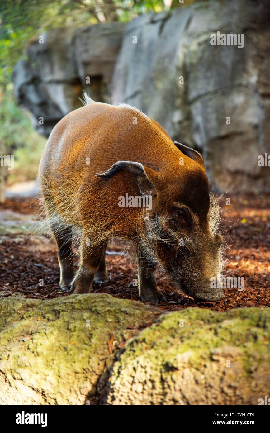 African wild boar hi-res stock photography and images - Alamy