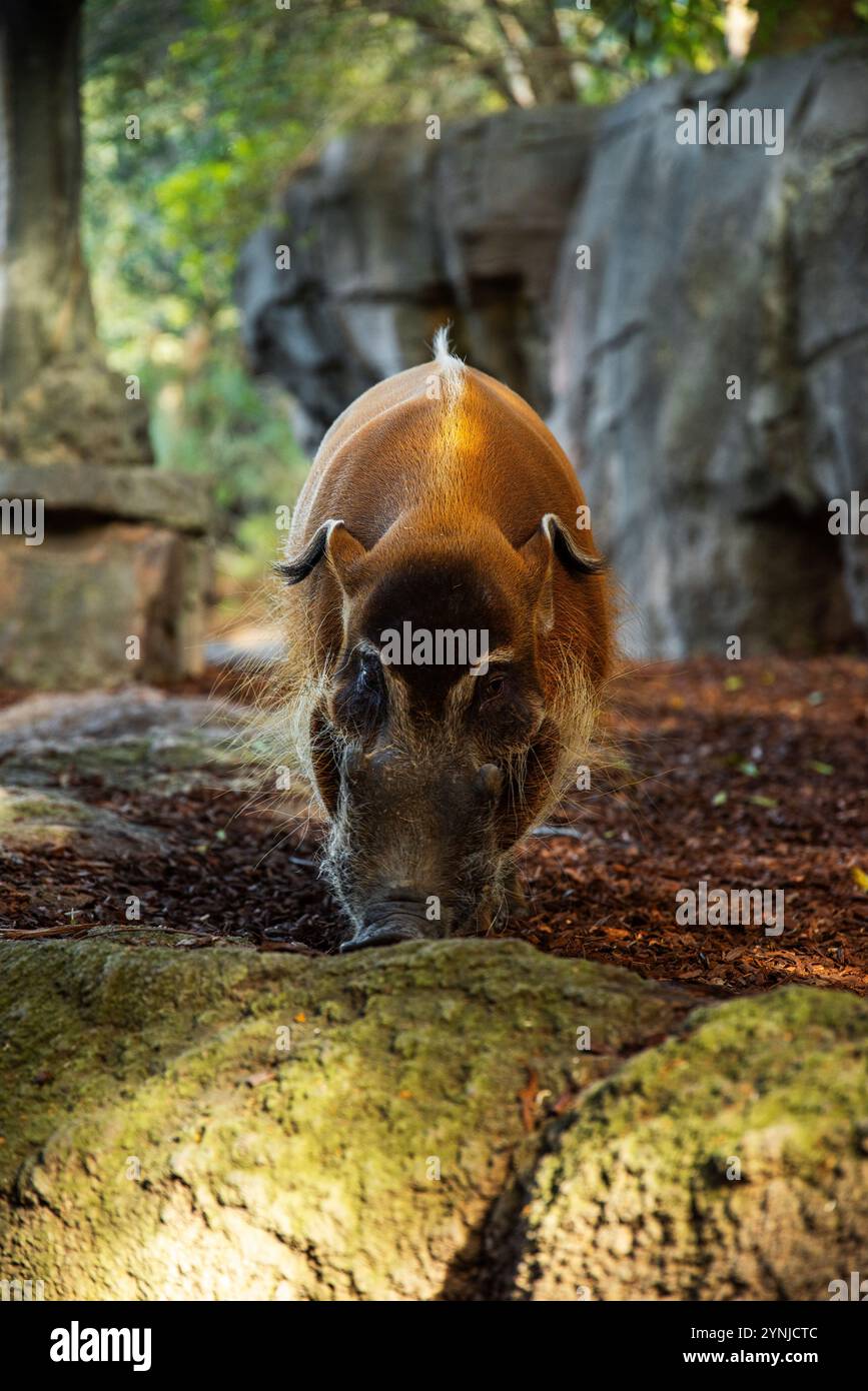 African wild boar hi-res stock photography and images - Alamy