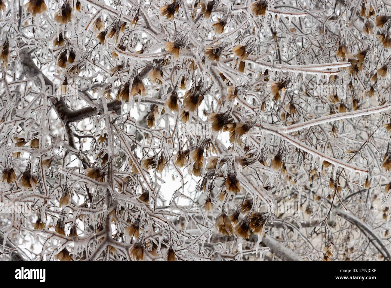 Tree seeds are coated in ice following an ice storm Stock Photo - Alamy