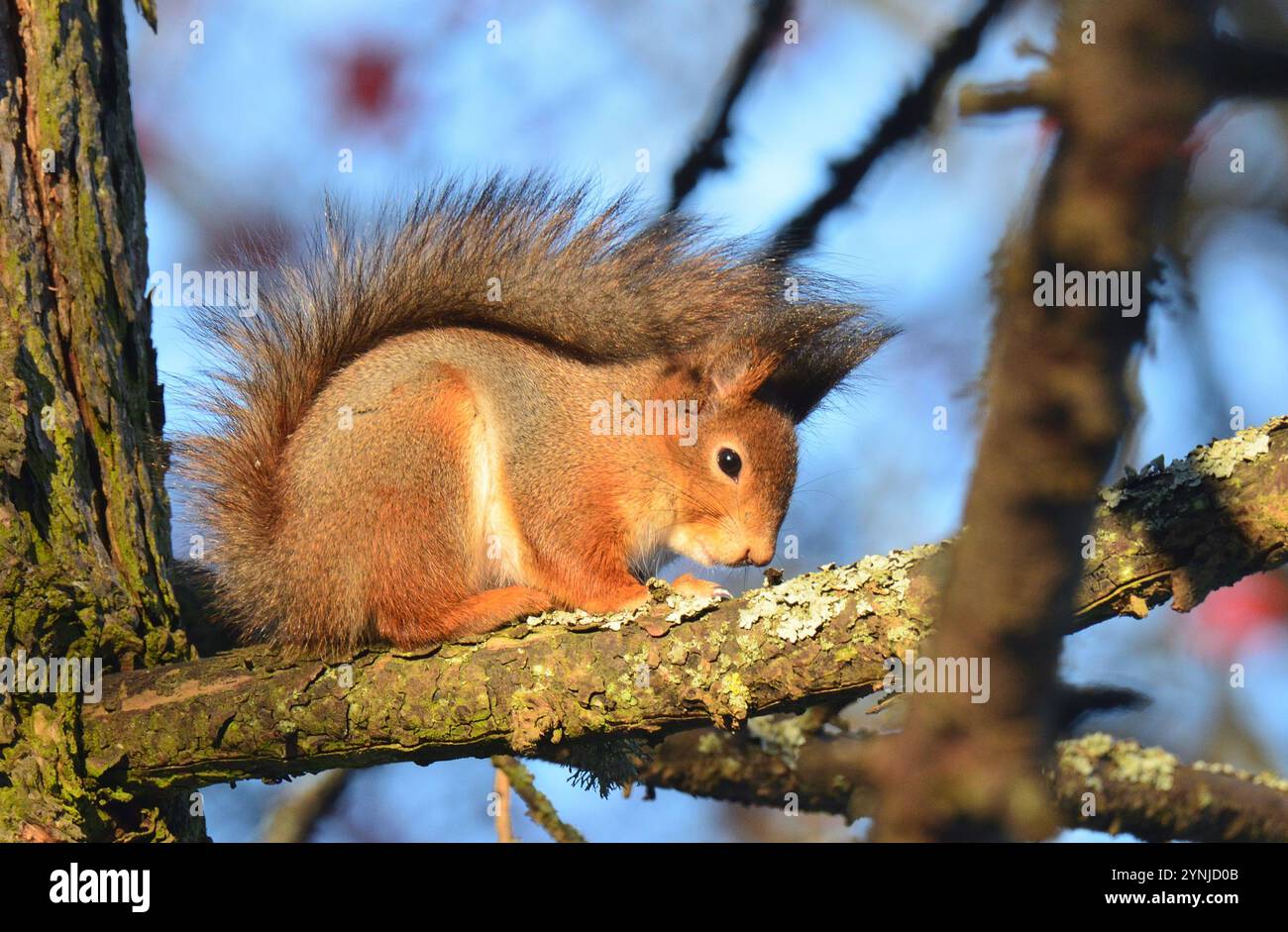 Red squirrel in city park hi-res stock photography and images - Alamy